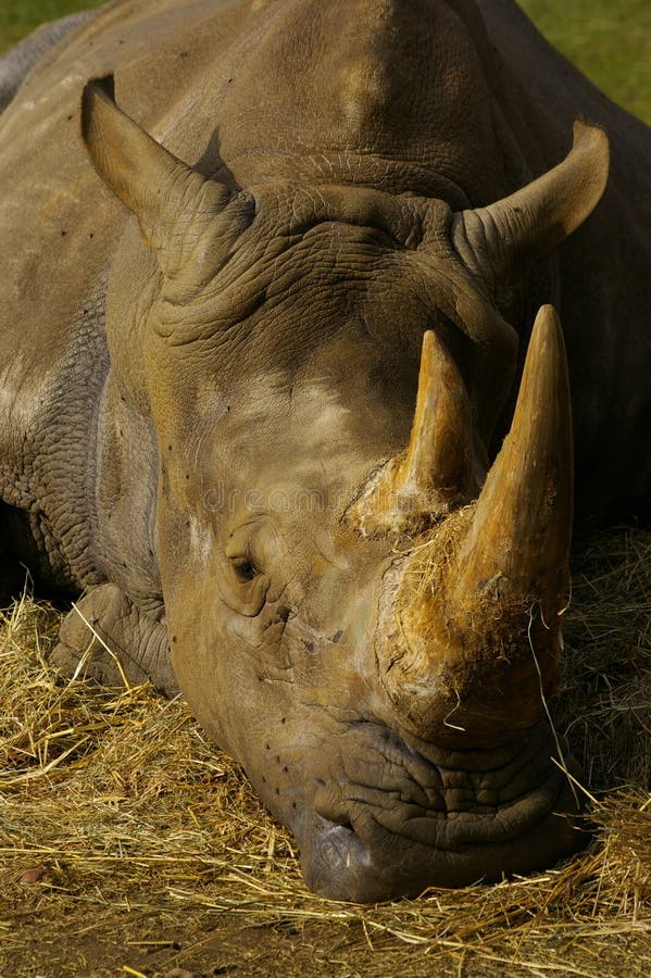 Rhino or rhinoceros face stock image. Image of bush, nature - 3625373