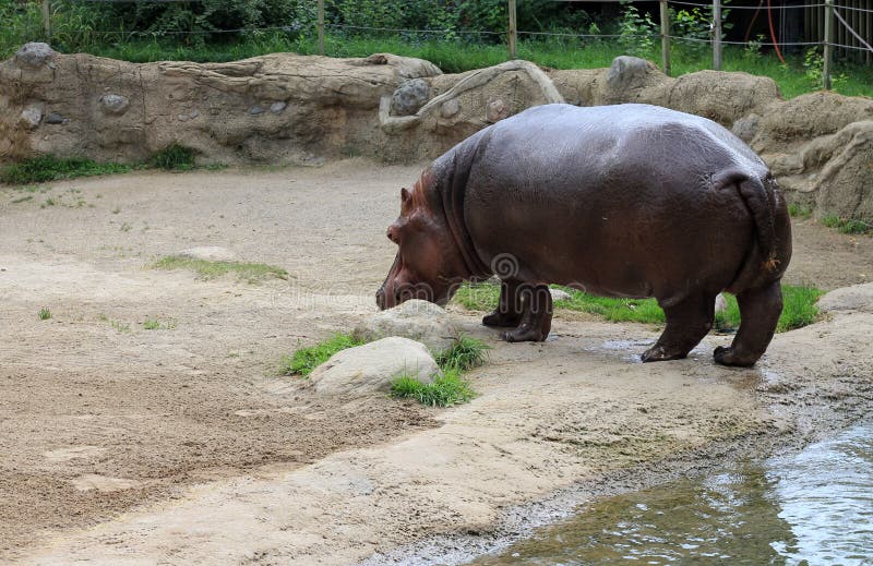 Rhino stock image. Image of mammal, sand, water, river - 76715059