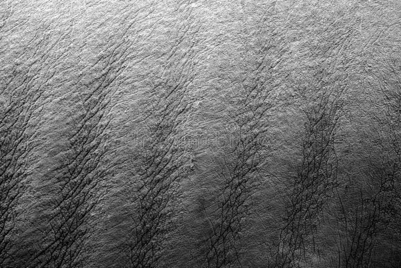 Rhino Ribs stock photo. Image of white, leather, boney - 658518