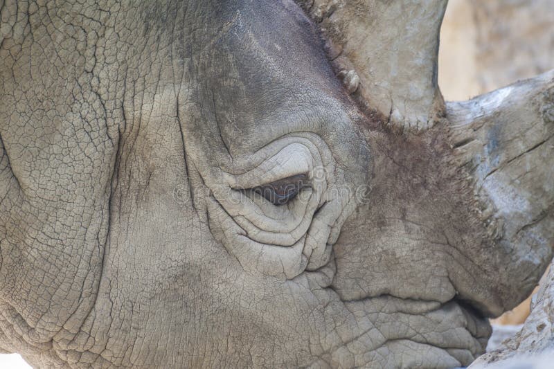 Close-up of Rhino Skin and Ear Stock Image - Image of hair, leathery ...