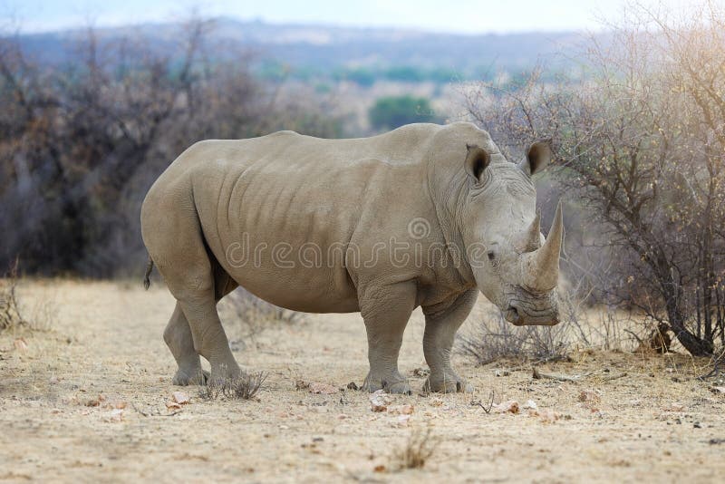 Rhino, Safari and Sand with Horn in Portrait with Wildlife in Nature ... Rhino, Safari and Sand with Horn in Portrait with Wildlife in Nature ...