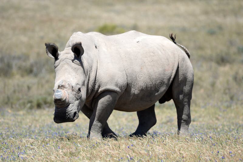 Rhino stock photo. Image of mara, beauty, grassland, maasai - 41193590