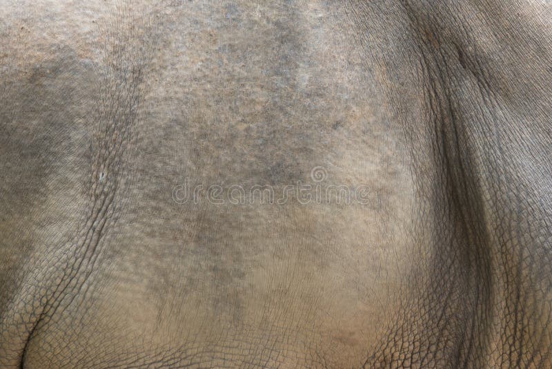 Rhino Skin stock image. Image of skin, texture, rhino - 27878069