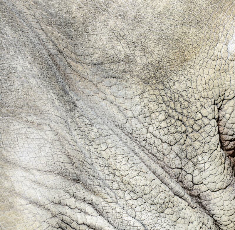 Rhino skin texture stock image. Image of beast, background - 146627457