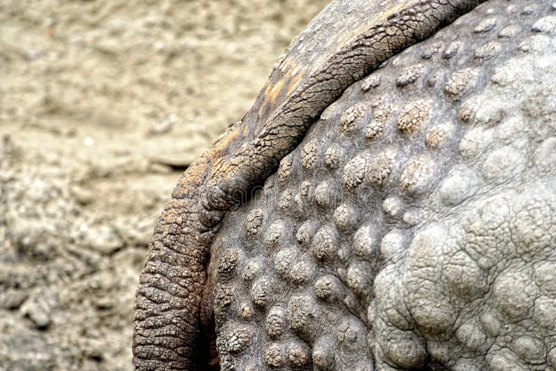Rhino skin texture stock photo. Image of female, species - 15524118