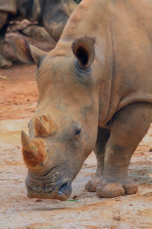 Rhino stand alone stock image. Image of five, herd, bull - 25764055