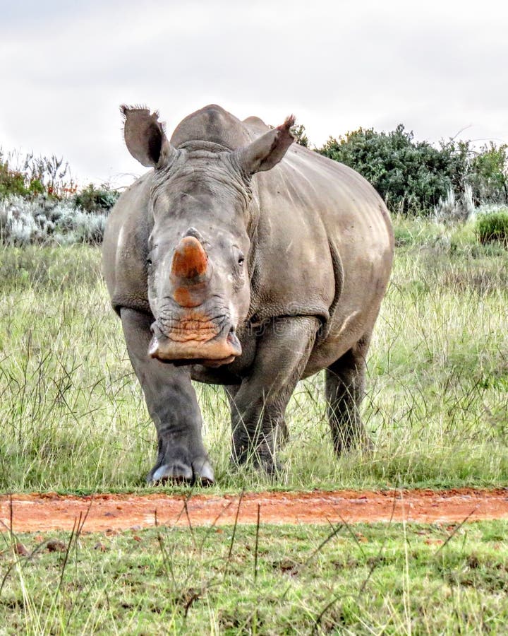 Rhino stand off stock image. Image of horn, animal, wildlife - 81844747