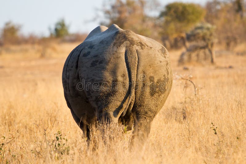 Rhino standing in the bush stock photo. Image of endangered - 29541770