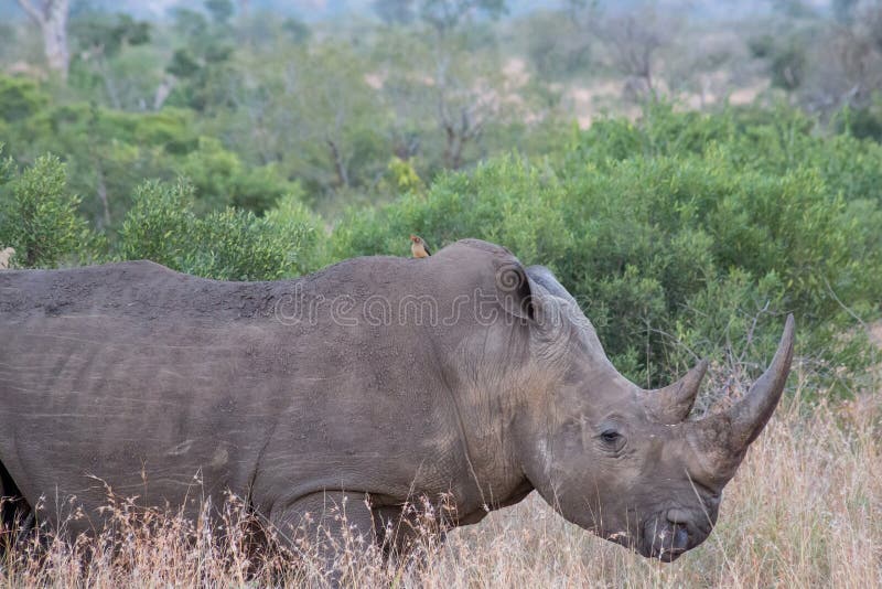 Rhino Standing in the Dry Grass Stock Image - Image of grey, game ...