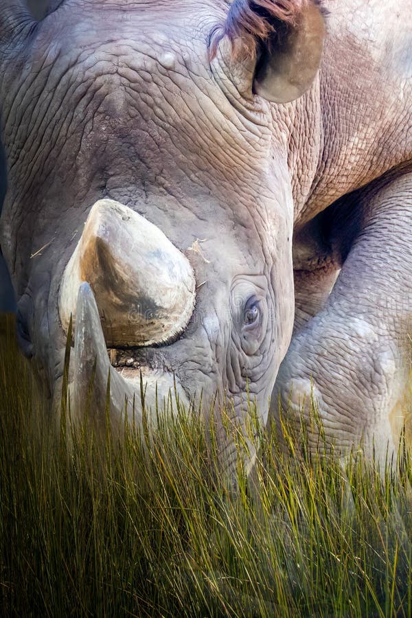 A Rhino Standing in the Grass Grazing Stock Image - Image of leather ...