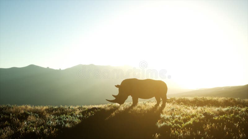Rhino Standing in Open Area during Sunset Stock Illustration ...