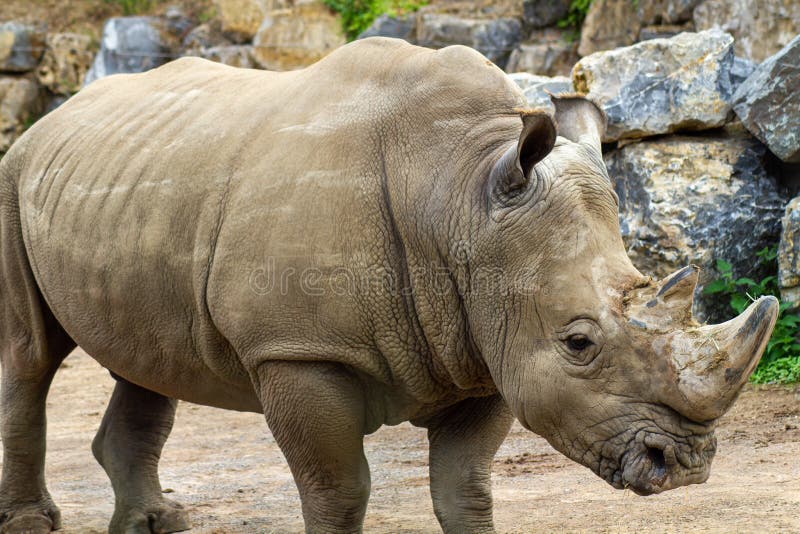 Rhino Standing Near The Lake Stock Image - Image of flamingo, national ...