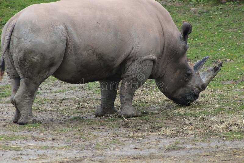 Rhino Standing in the Tall, Dry Grass with Birds on His Back Stock ...