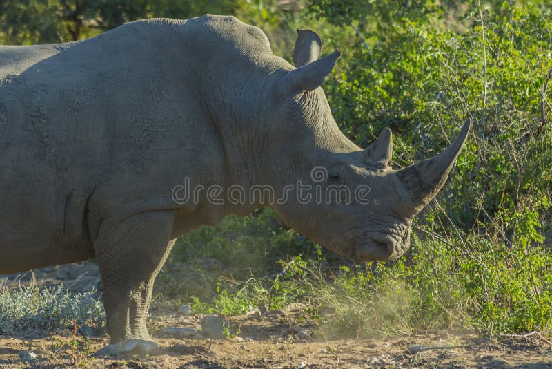 Rhino Standing Up in Early Morning Sunlight Stock Image - Image of ...