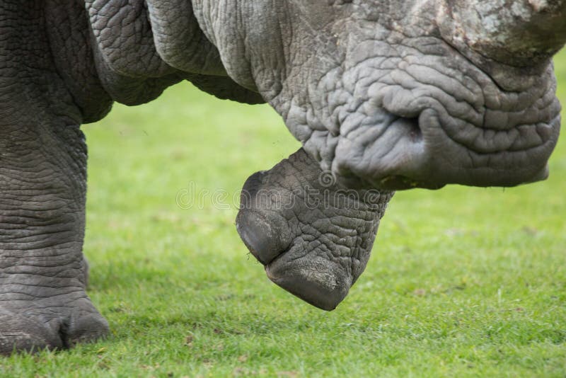 Rhino Step Stock Photos - Free & Royalty-Free Stock Photos from Dreamstime
