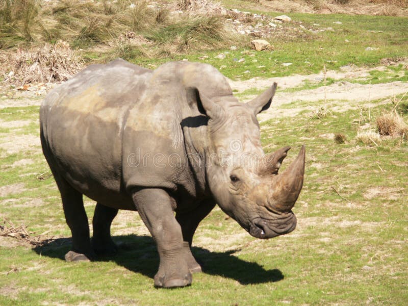 Rhino in the sun stock photo. Image of safari, africa, sand - 132964