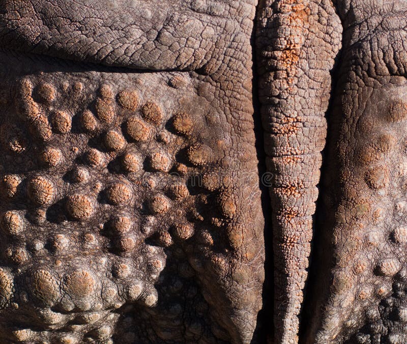 Rhino texture stock photo. Image of animals, rough, detailed - 13526690