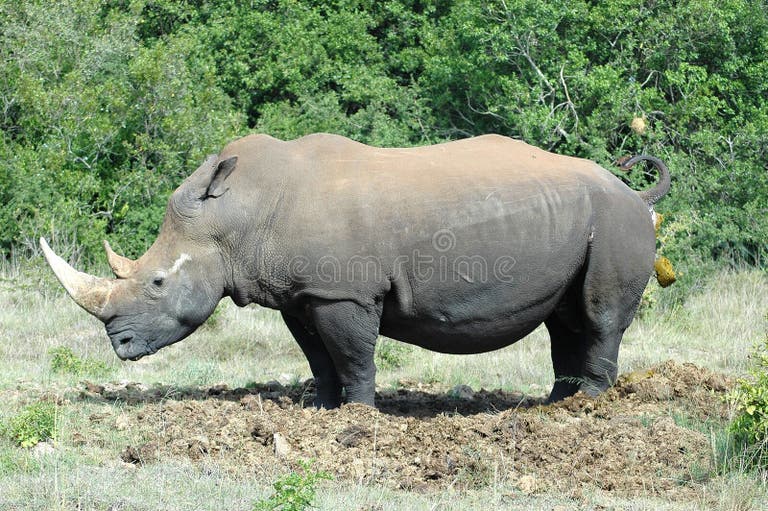 1,948 Poo Glam Toilet Stock Photos - Free & Royalty-Free Stock Photos ...