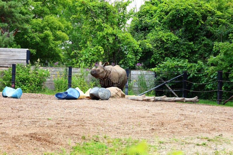 Rhino in Toronto Zoo editorial image. Image of yard - 254955025