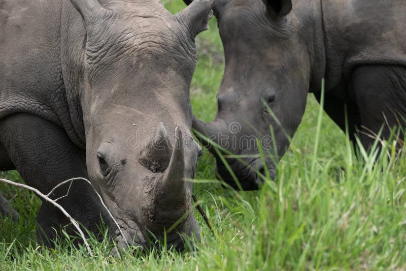 Rhino in Uganda stock image. Image of large, lake, east - 312172327