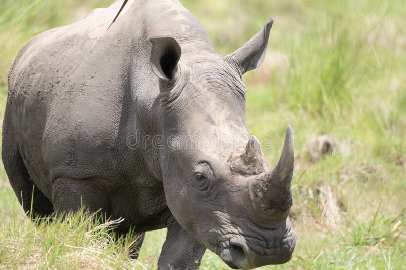 Rhino in Uganda stock image. Image of plane, exotic - 313400287