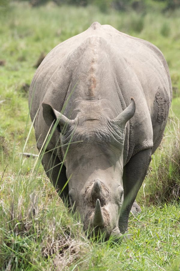Rhino in Uganda stock photo. Image of five, fauna, nature - 313400424