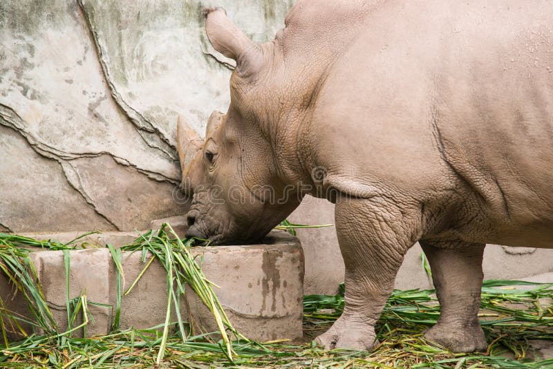Rhino was eating stock image. Image of african, dermal - 34913431