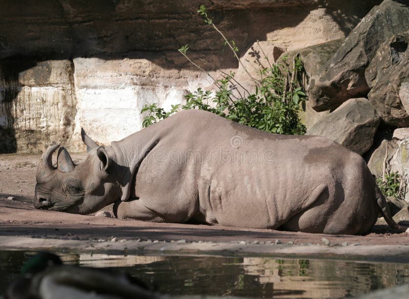 Rhino by the water stock photo. Image of germany, rhino - 134870430