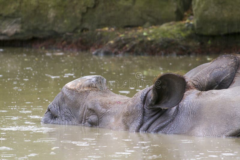 Rhino stock photo. Image of mammal, horned, animals, species - 40955448