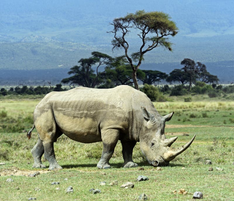 Rhino in the African Savanna Stock Photo - Image of male, herbivore ...