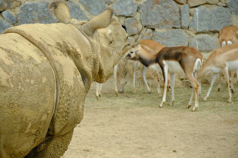 Rhino in a zoo stock photo. Image of wrinkles, hard - 279360486