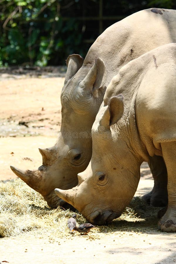 Rhinocéros image stock. Image du steppe, animal, temps - 14367037