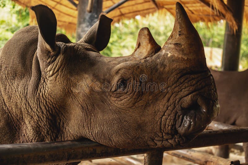 Rhinoc?ros noir photo stock. Image du afrique, safari - 152723918