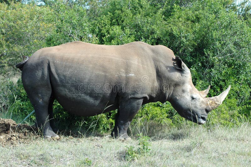 African White Rhino Side Profile Stock Photos - Free & Royalty-Free ...