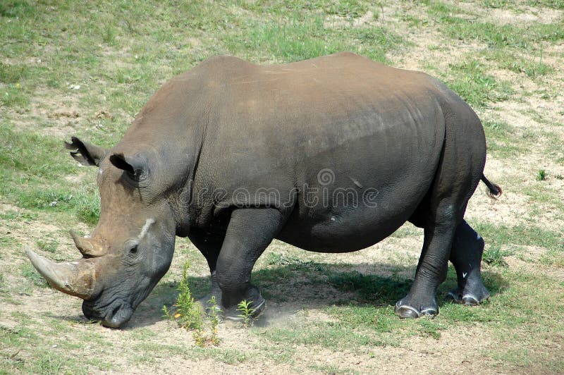 Rhinoceros stock image. Image of exotic, animal, botswana - 1173633