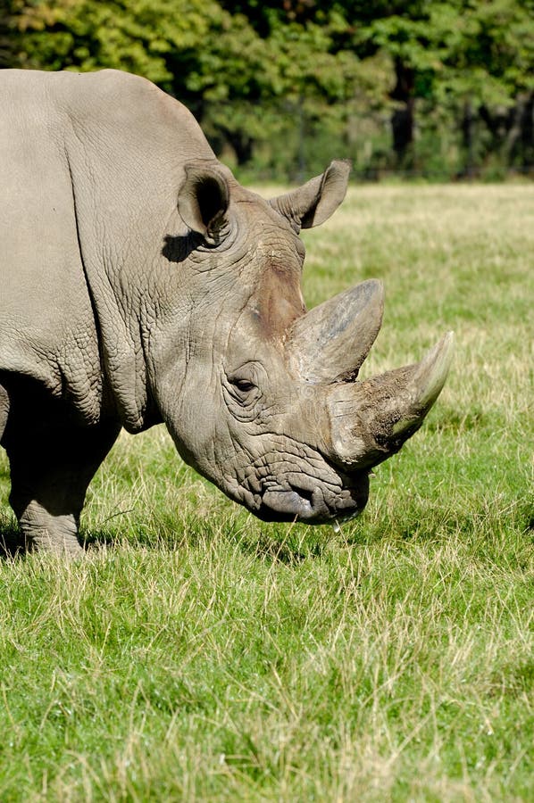 Rhinoceros stock image. Image of nature, park, color - 16147889