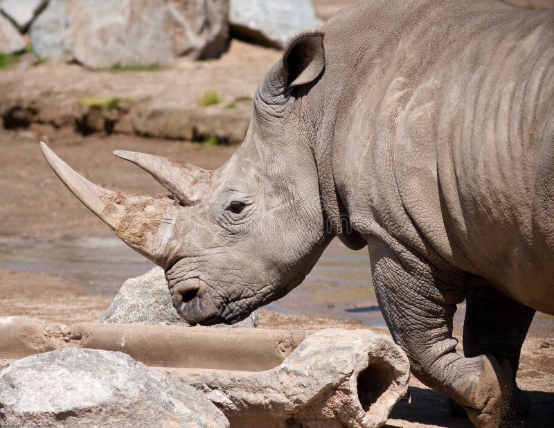 Rhinoceros stock image. Image of wildlife, nature, ivory - 19353729
