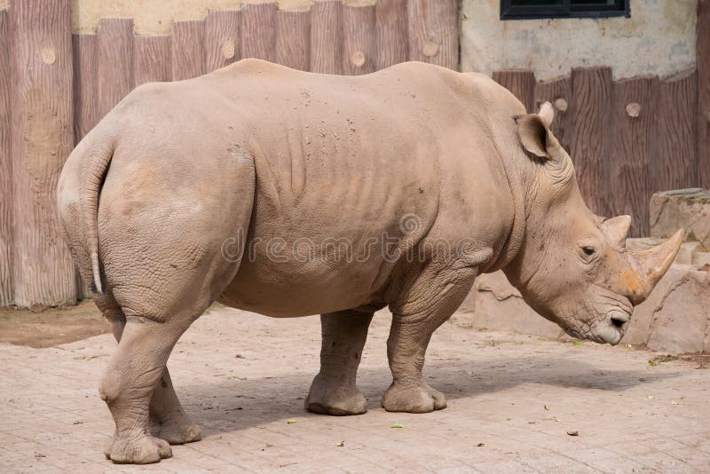 Rhinoceros stock photo. Image of wildlife, mammal, animal - 21708430