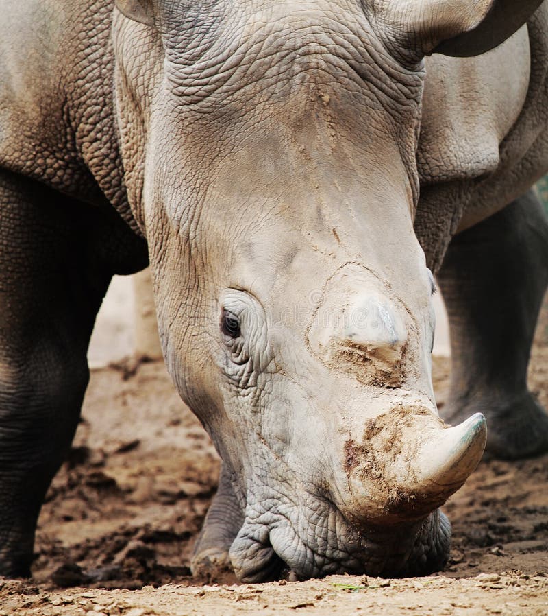 Rhinoceros stock image. Image of vertebrate, facing, mammalian - 25592889