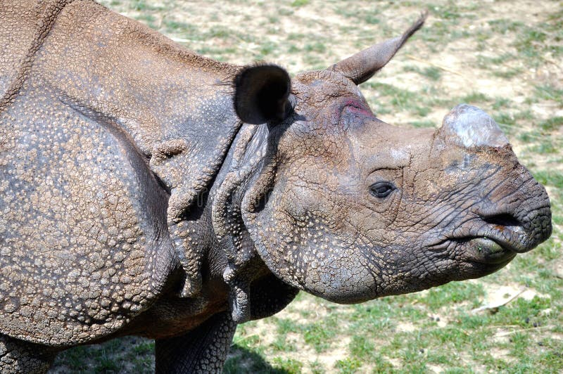 Rhinoceros stock photo. Image of mammal, rhino, exotic - 27405876