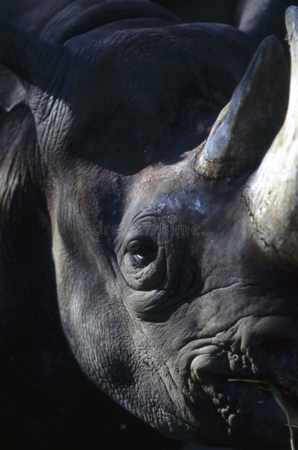 Rhinoceros stock image. Image of nature, mammal, isolated - 28293547