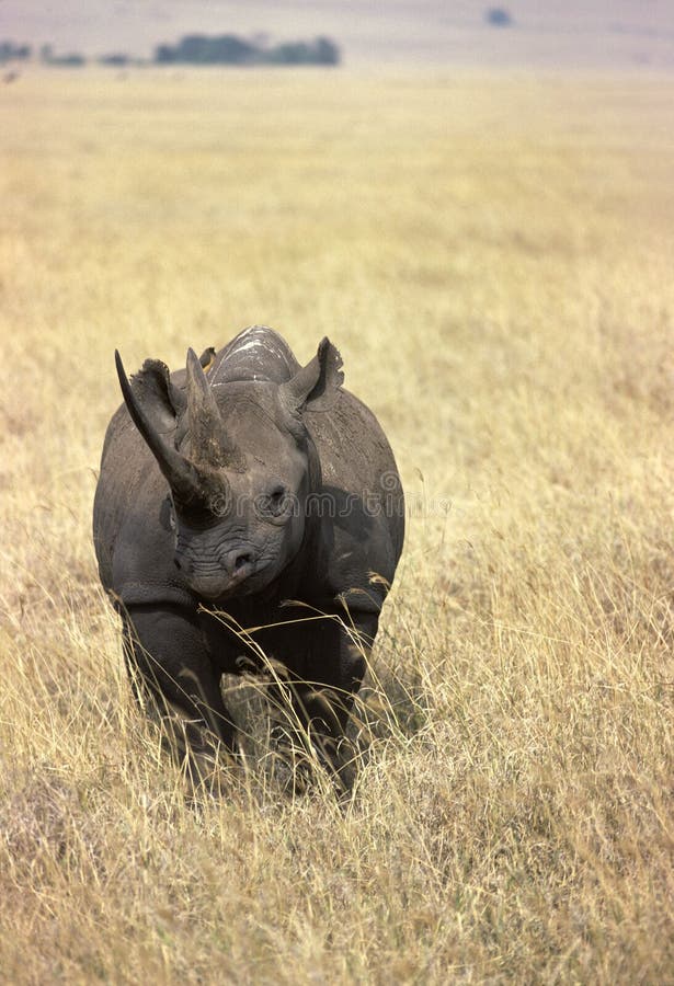 White Rhino side view stock image. Image of kenya, black - 1014829