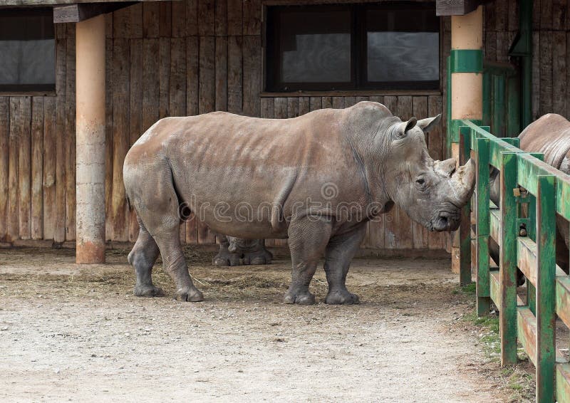 Rhinoceros stock image. Image of animal, strong, rhino - 501137