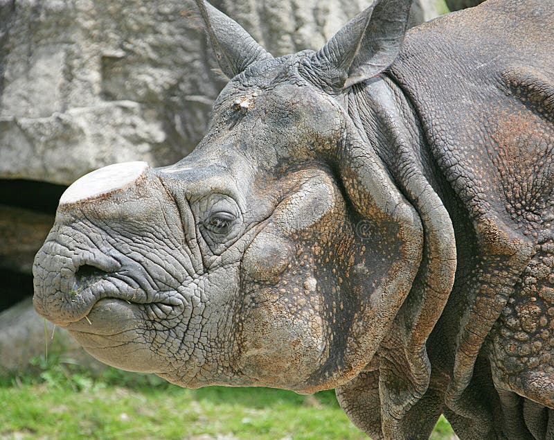 Rhinoceros 7 stock photo. Image of zoology, species, environment - 2644008