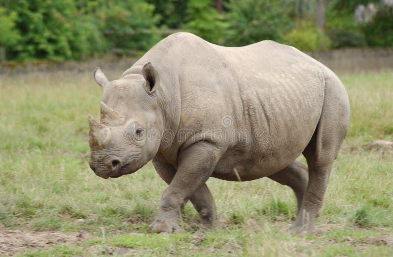 Rhino in the sun stock photo. Image of safari, africa, sand - 132964