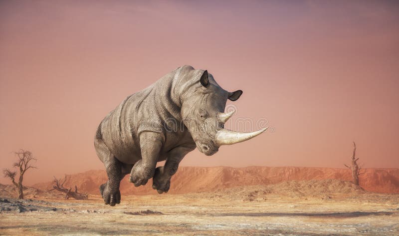 Rhinoceros in Attack Position Stock Illustration - Illustration of ...