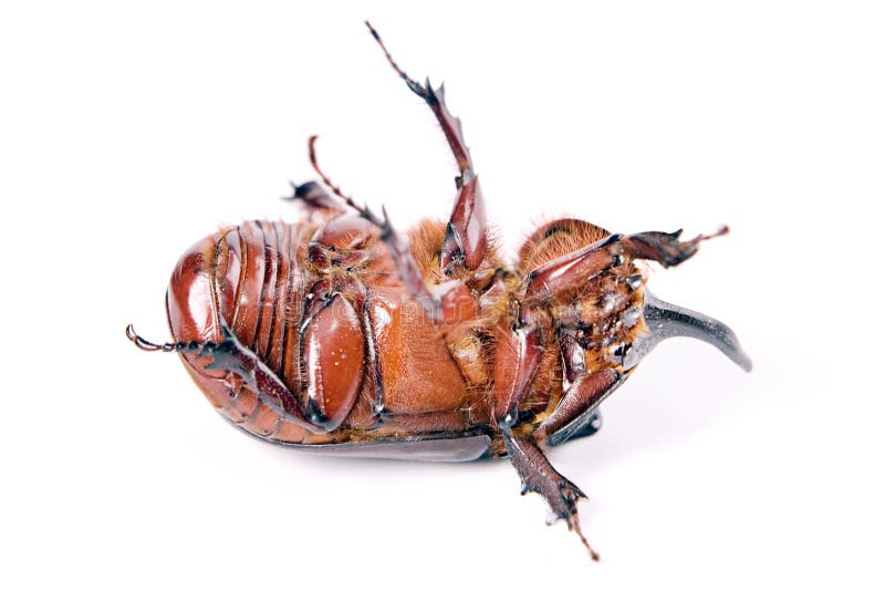 Rhinoceros beetle stock photo. Image of fierce, animal - 12997254