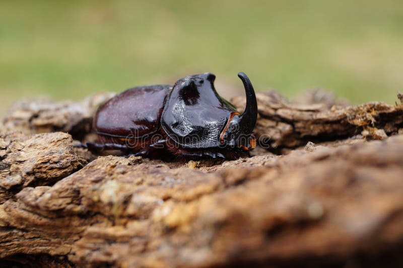Rhinoceros Beetle - Front View Stock Image - Image of background ...
