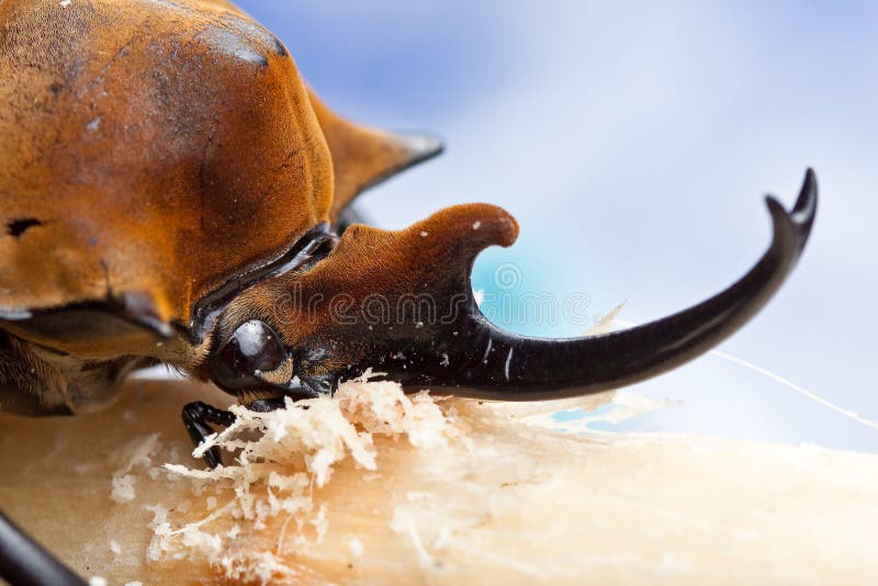 Close-up of Larva of a Hercules Beetle Stock Photo - Image of nature ...