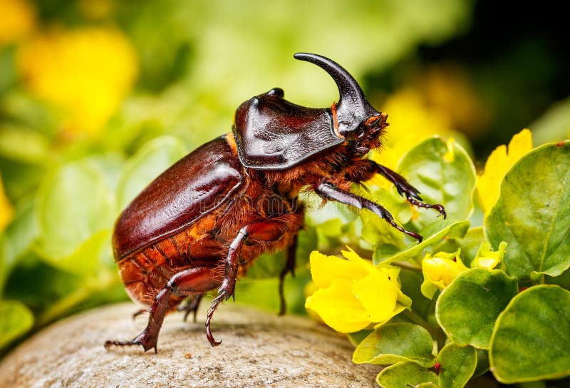 Bug in the ear stock photo. Image of arthropod, hole - 15326472